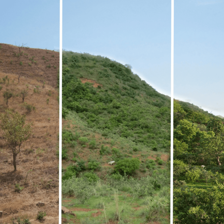 Kenia - FMNR | World Vision